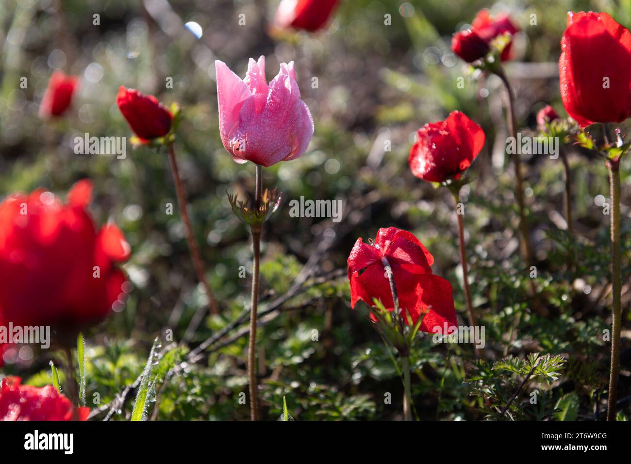 A single, unusual pink Anemone coronaria flower grows in a meadow ...