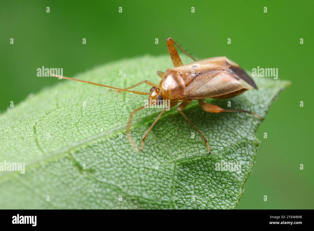 Stink bug on green leaves, North China Stock Photo - Alamy