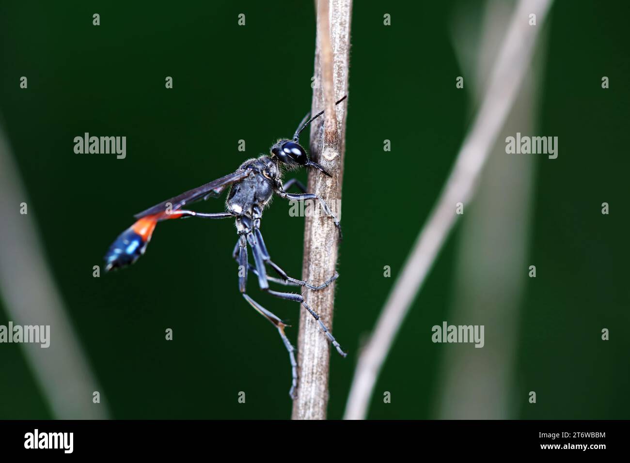 Mud bees on wild plants, North China Stock Photo - Alamy
