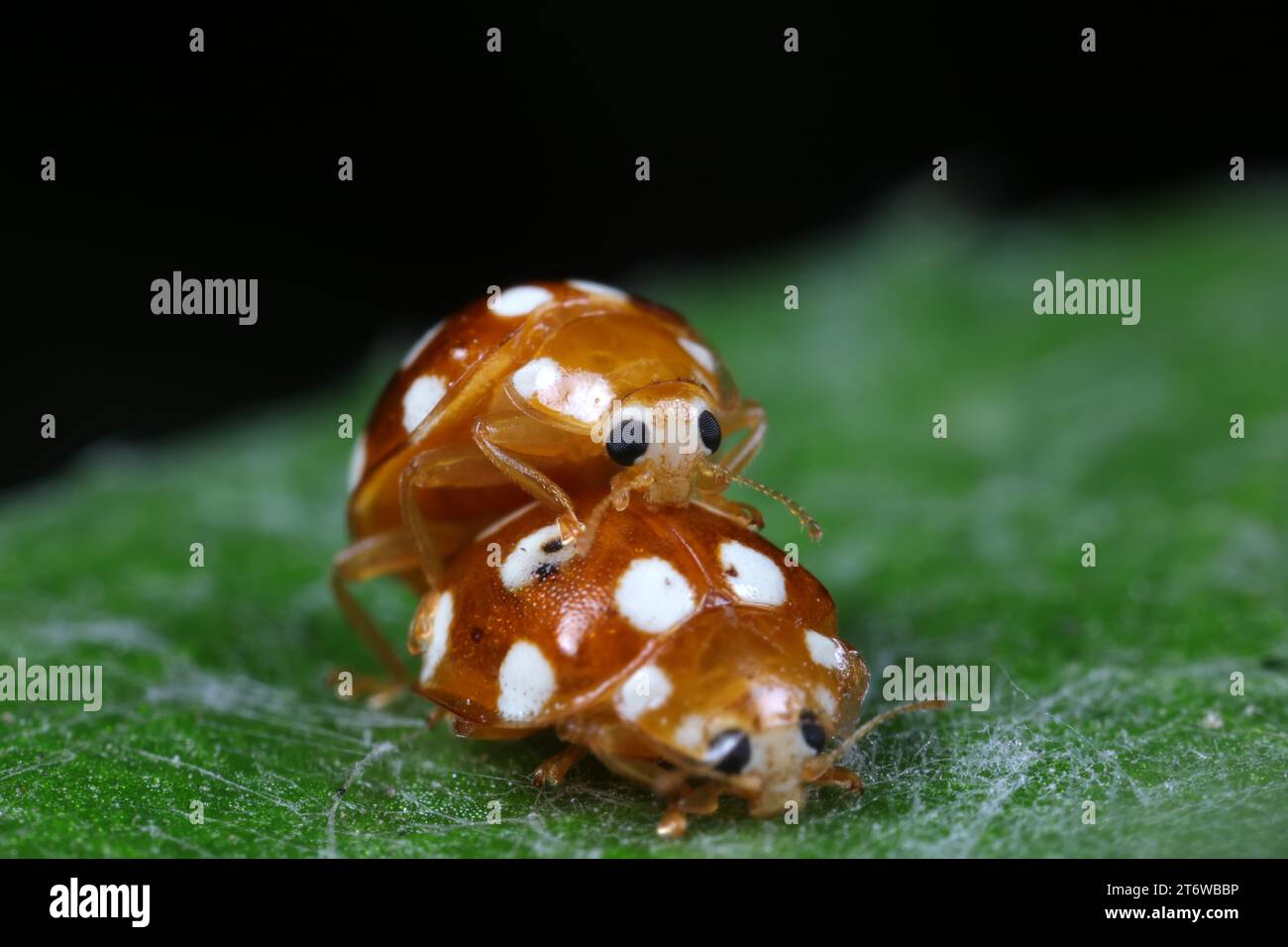 Ladybug mating on leaf hi-res stock photography and images - Alamy