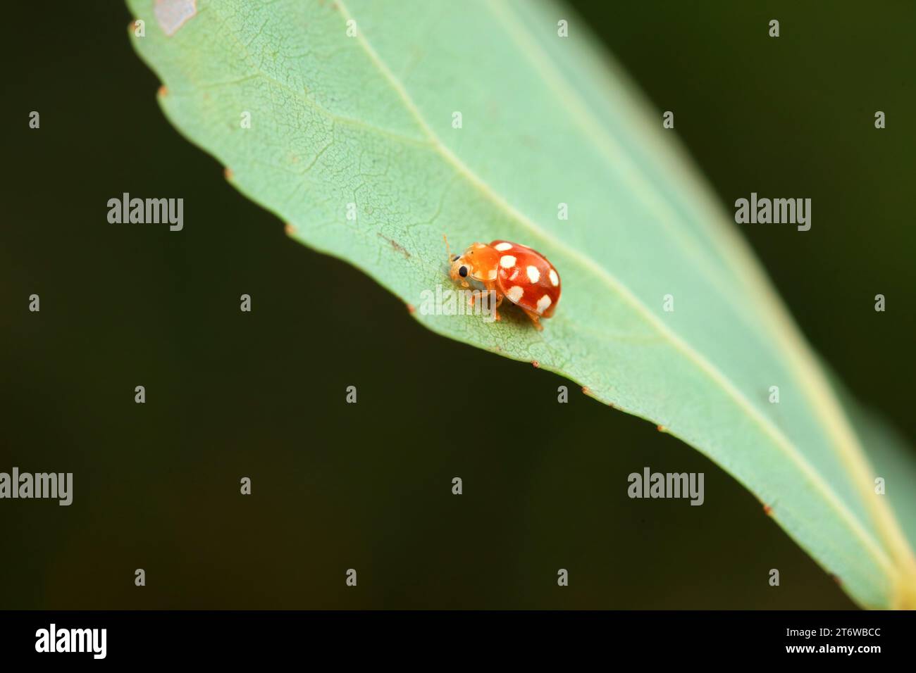 Ladybugs on wild plants, North China Stock Photo - Alamy