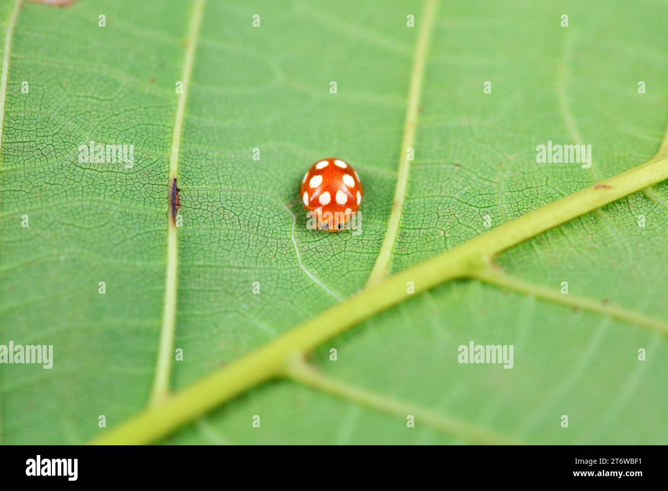 Ladybugs inhabit wild plants in North China Stock Photo - Alamy