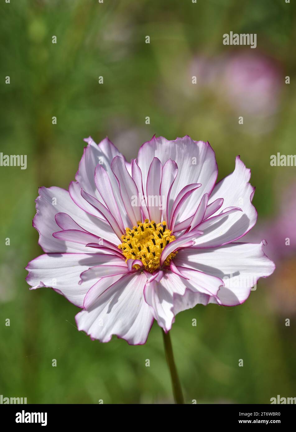 Single head of a White and pink Cosmos against a soft focus natural ...