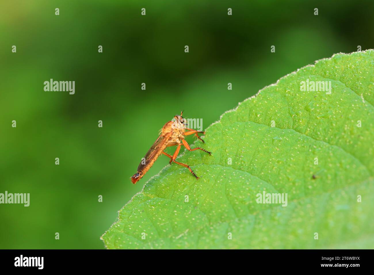 Insectivorous Tabanus on wild plants, North China Stock Photo - Alamy