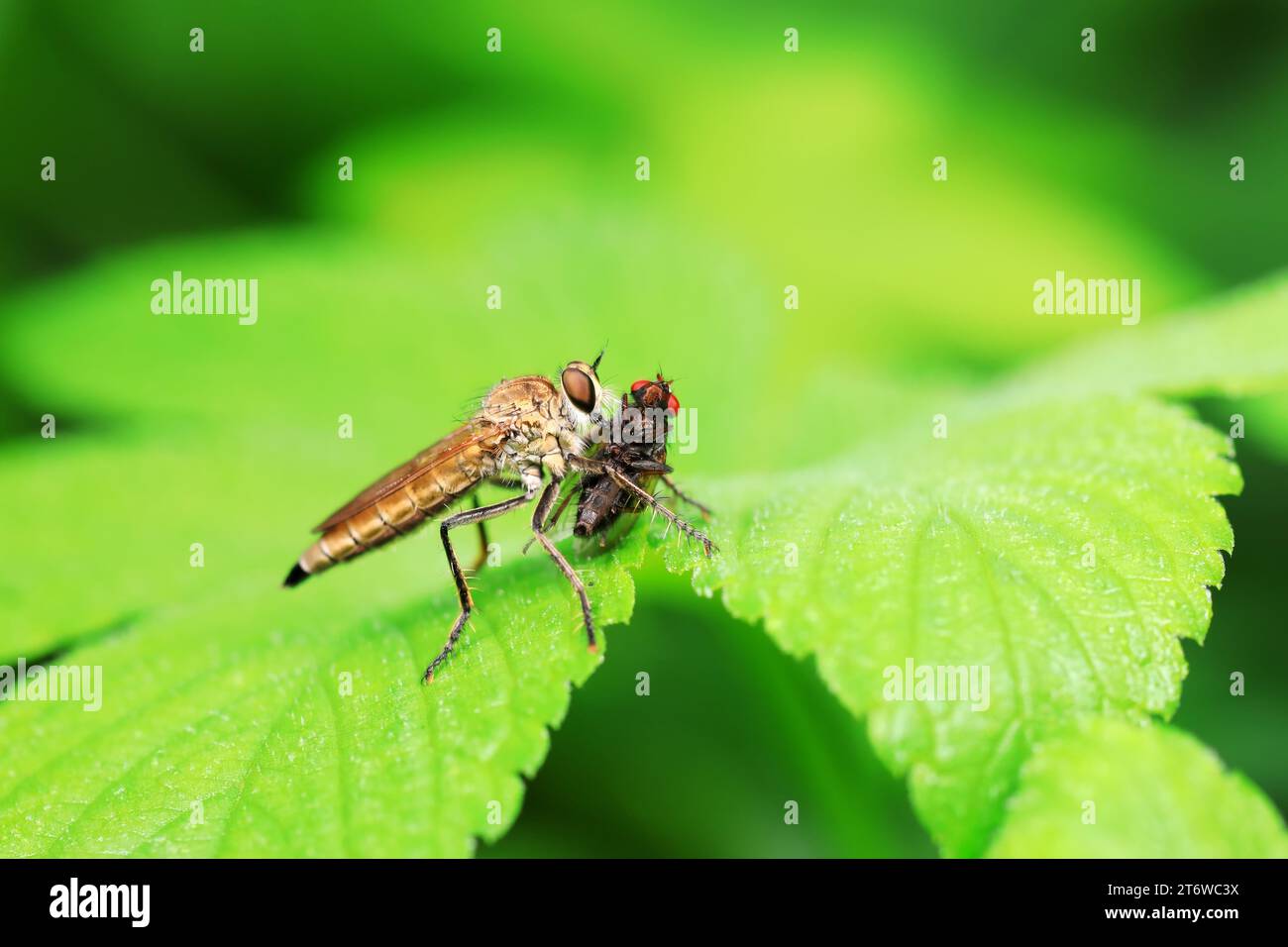 Insectivorous flies hi-res stock photography and images - Alamy