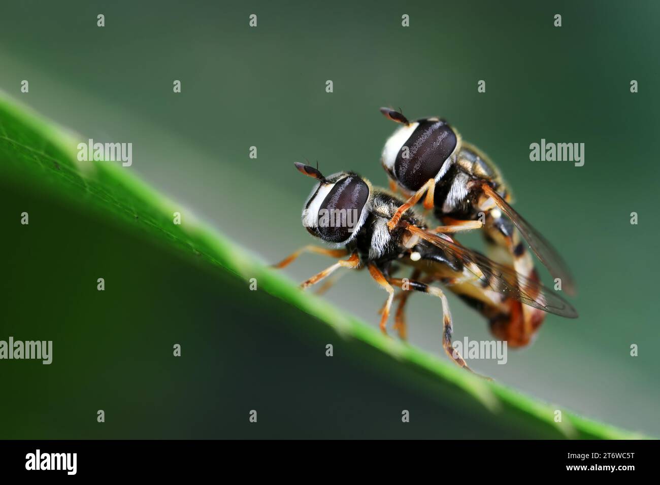 Flies on plants in the nature, North China Plain Stock Photo - Alamy