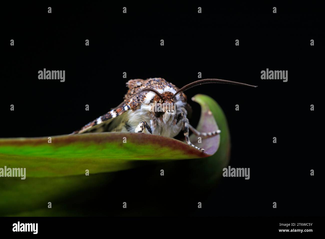 Moth insects，close-up of photo Stock Photo - Alamy