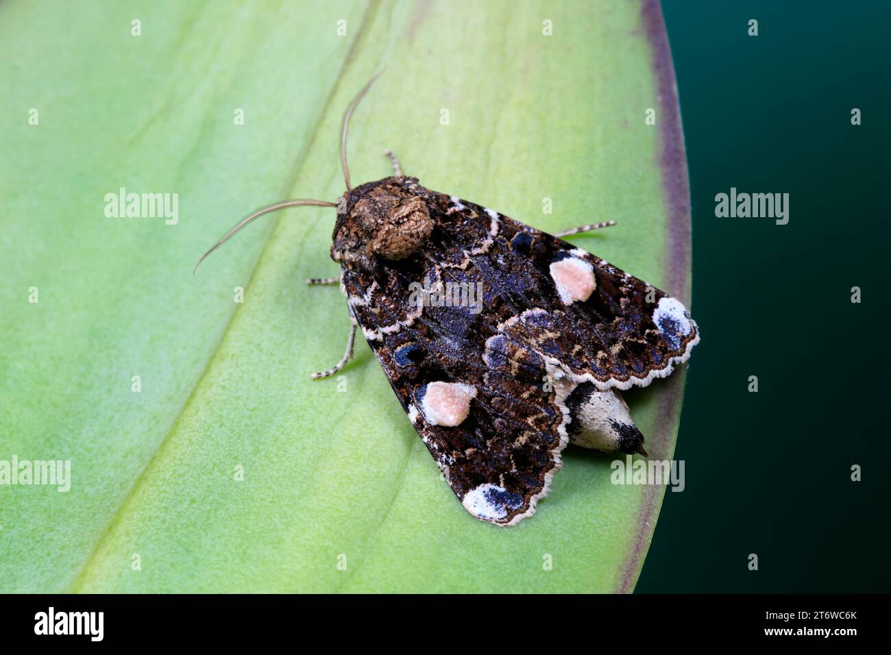 Moth insects，close-up of photo Stock Photo - Alamy