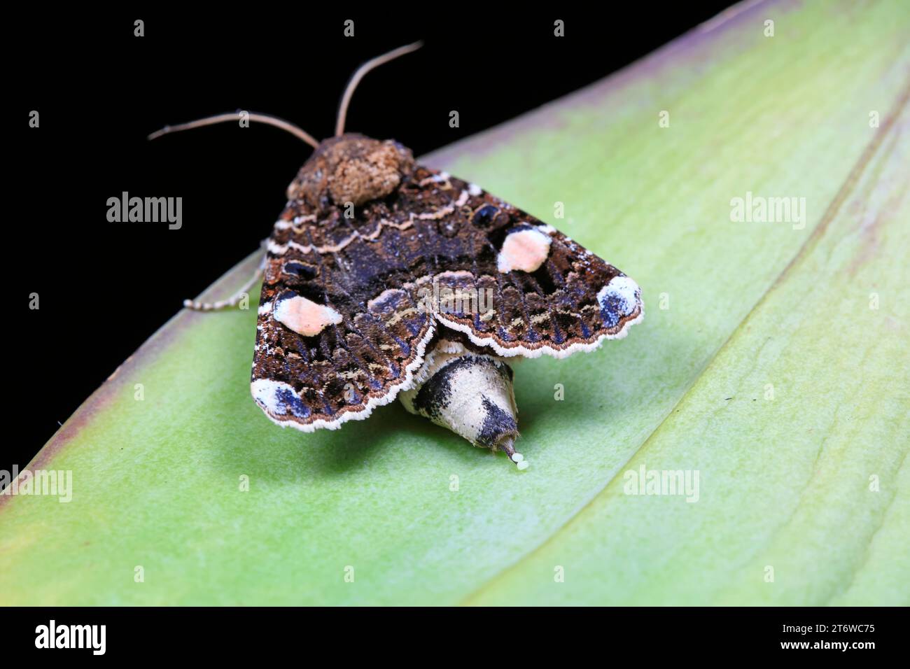 Moth insects，close-up of photo Stock Photo - Alamy