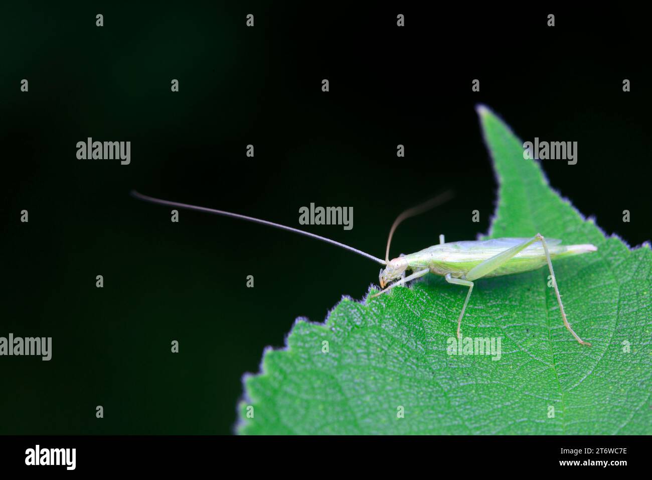 Live crickets in cricket hi-res stock photography and images - Alamy