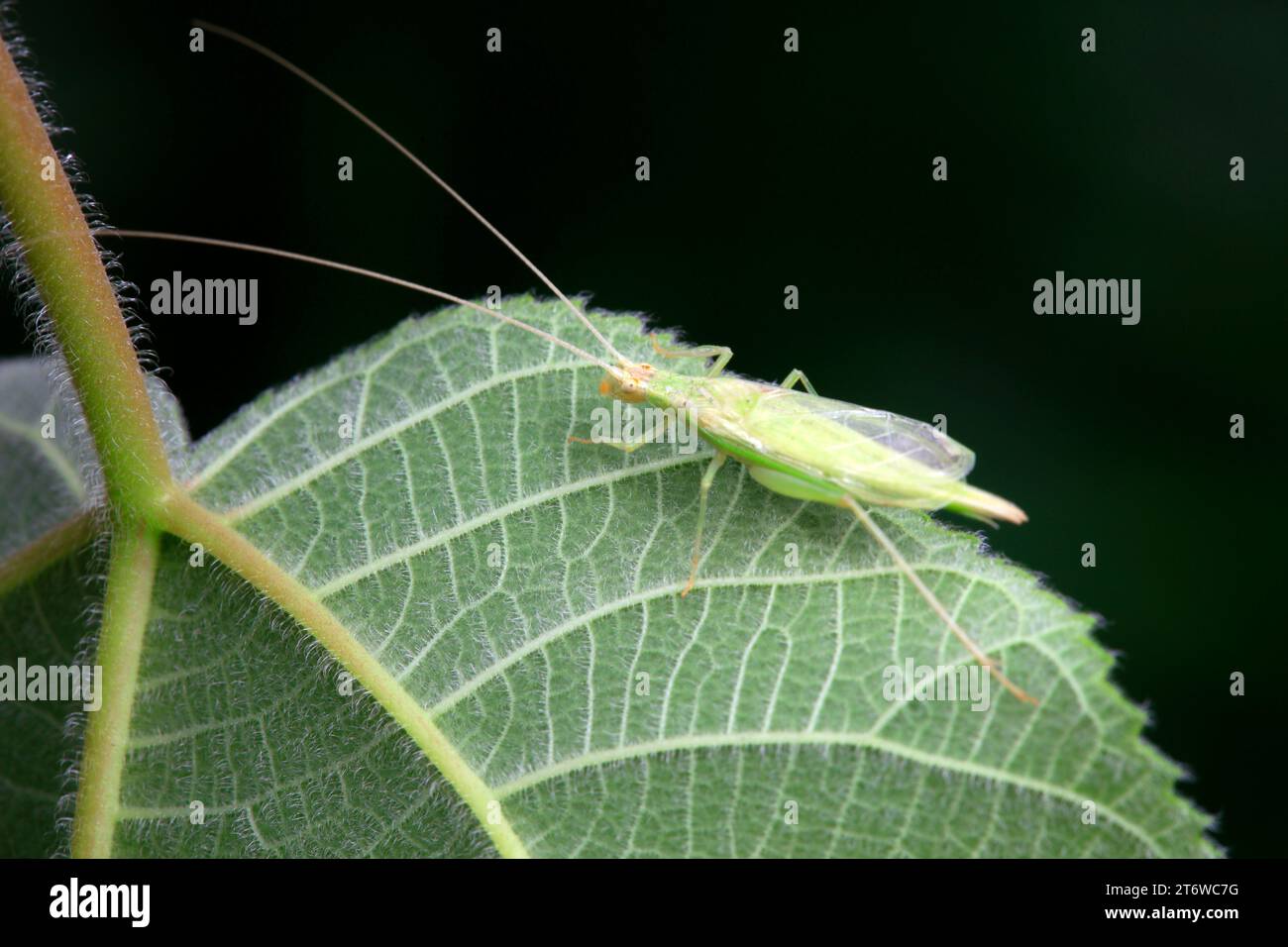 Live crickets in cricket hi-res stock photography and images - Alamy