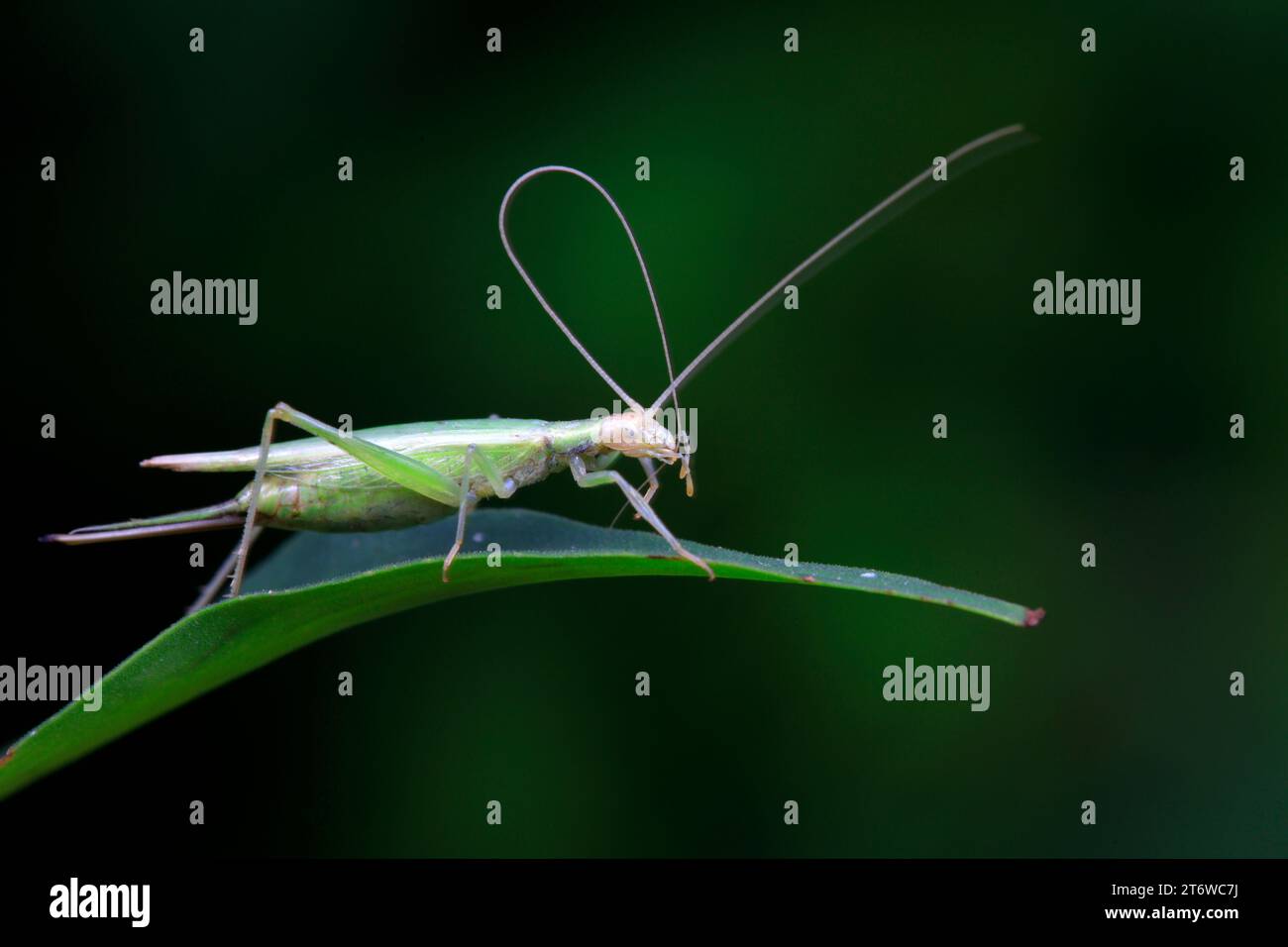 Live crickets in cricket hi-res stock photography and images - Alamy