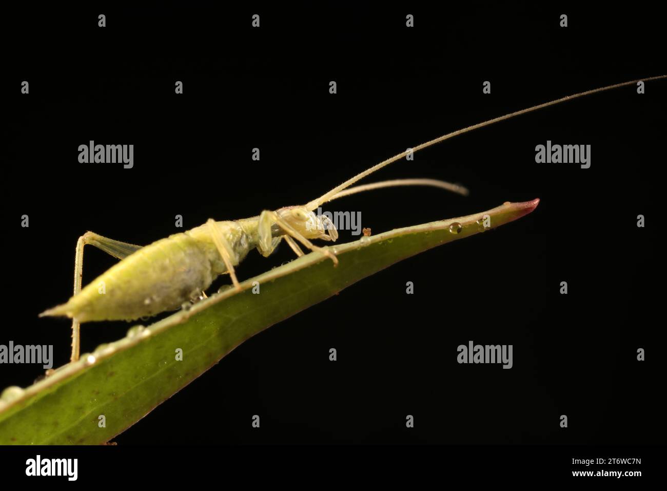 Tree crickets on wild plants, North China Stock Photo - Alamy