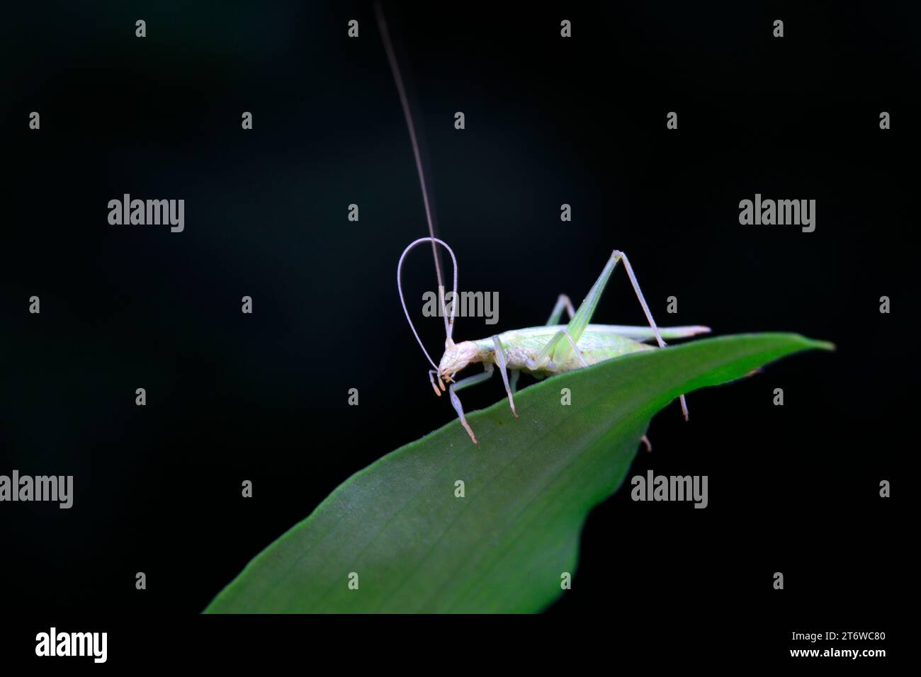 Live crickets in cricket hi-res stock photography and images - Alamy