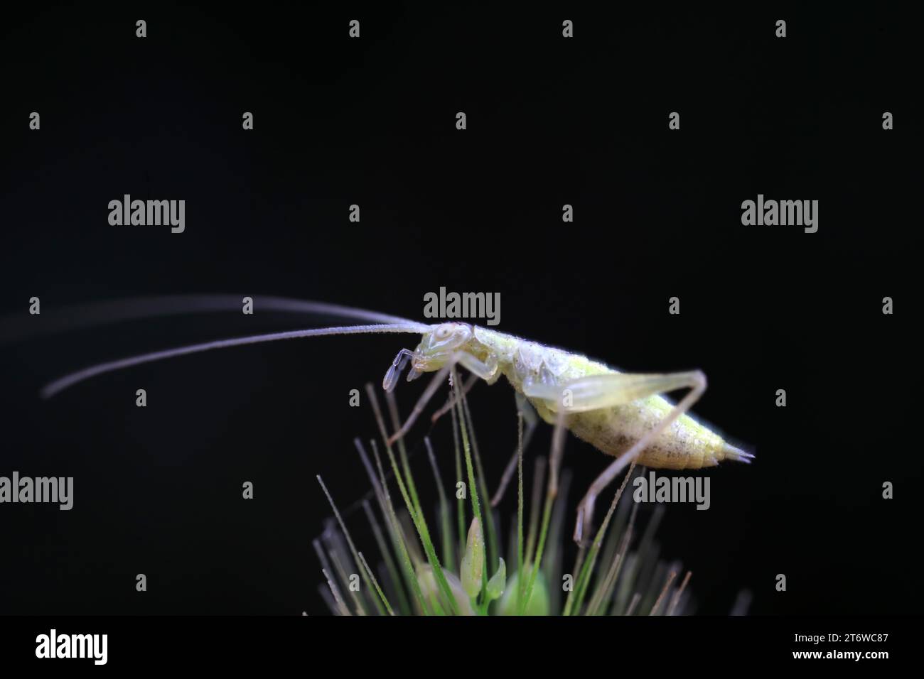 Tree crickets on wild plants, North China Stock Photo - Alamy
