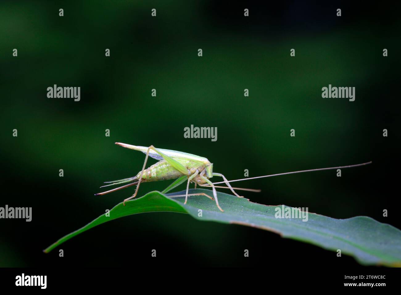Live crickets in cricket hi-res stock photography and images - Alamy