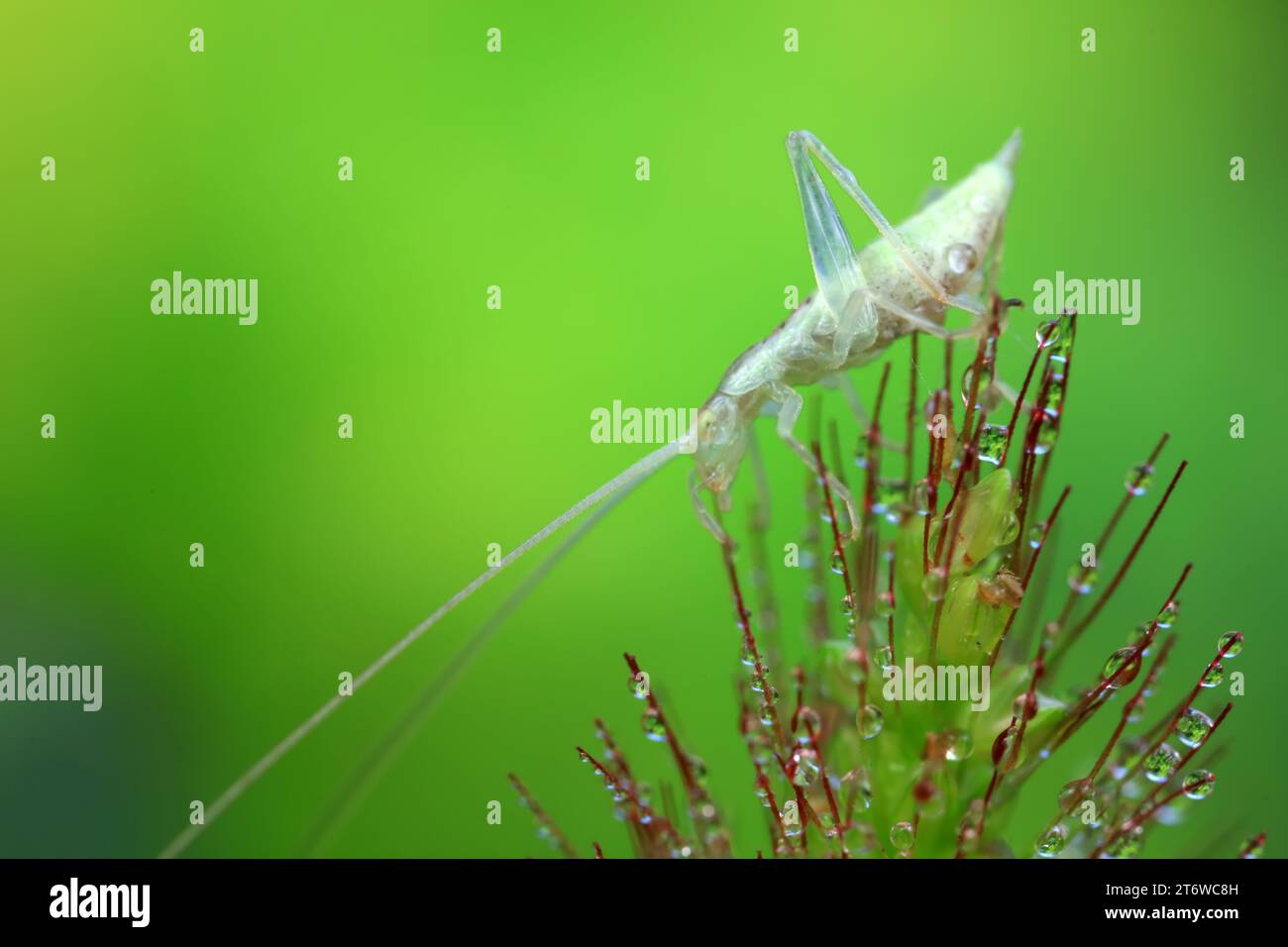 Tree crickets on wild plants, North China Stock Photo - Alamy