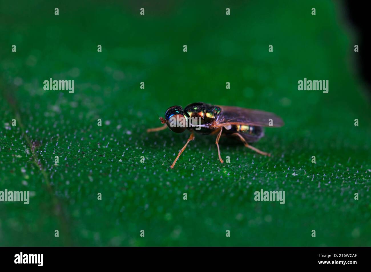 Water tabanidae hi-res stock photography and images - Alamy
