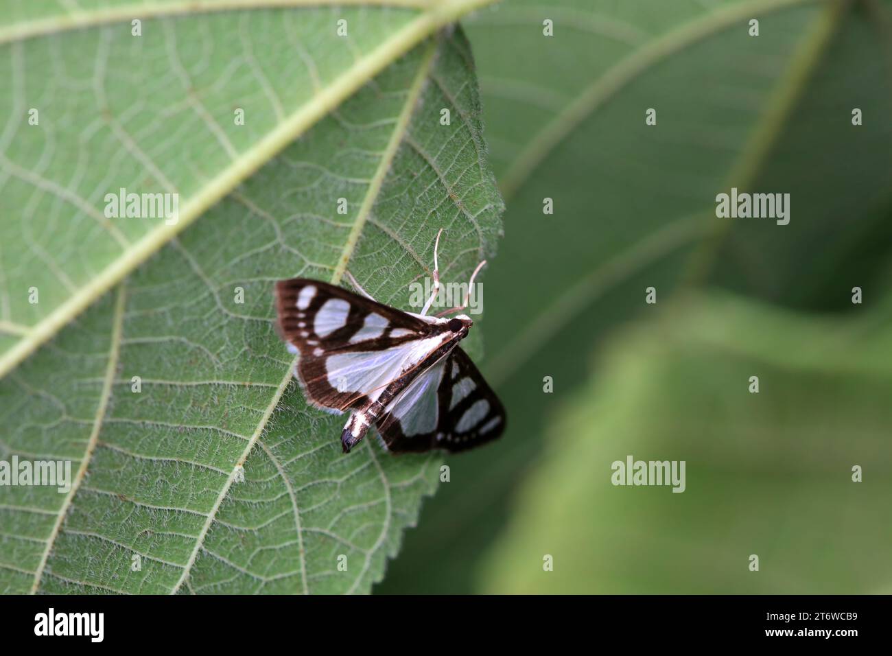 Moths on wild plants, North China Stock Photo - Alamy