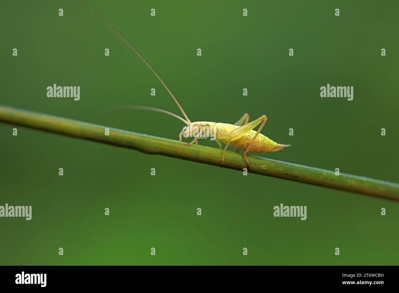 Tree crickets on wild plants, North China Stock Photo - Alamy