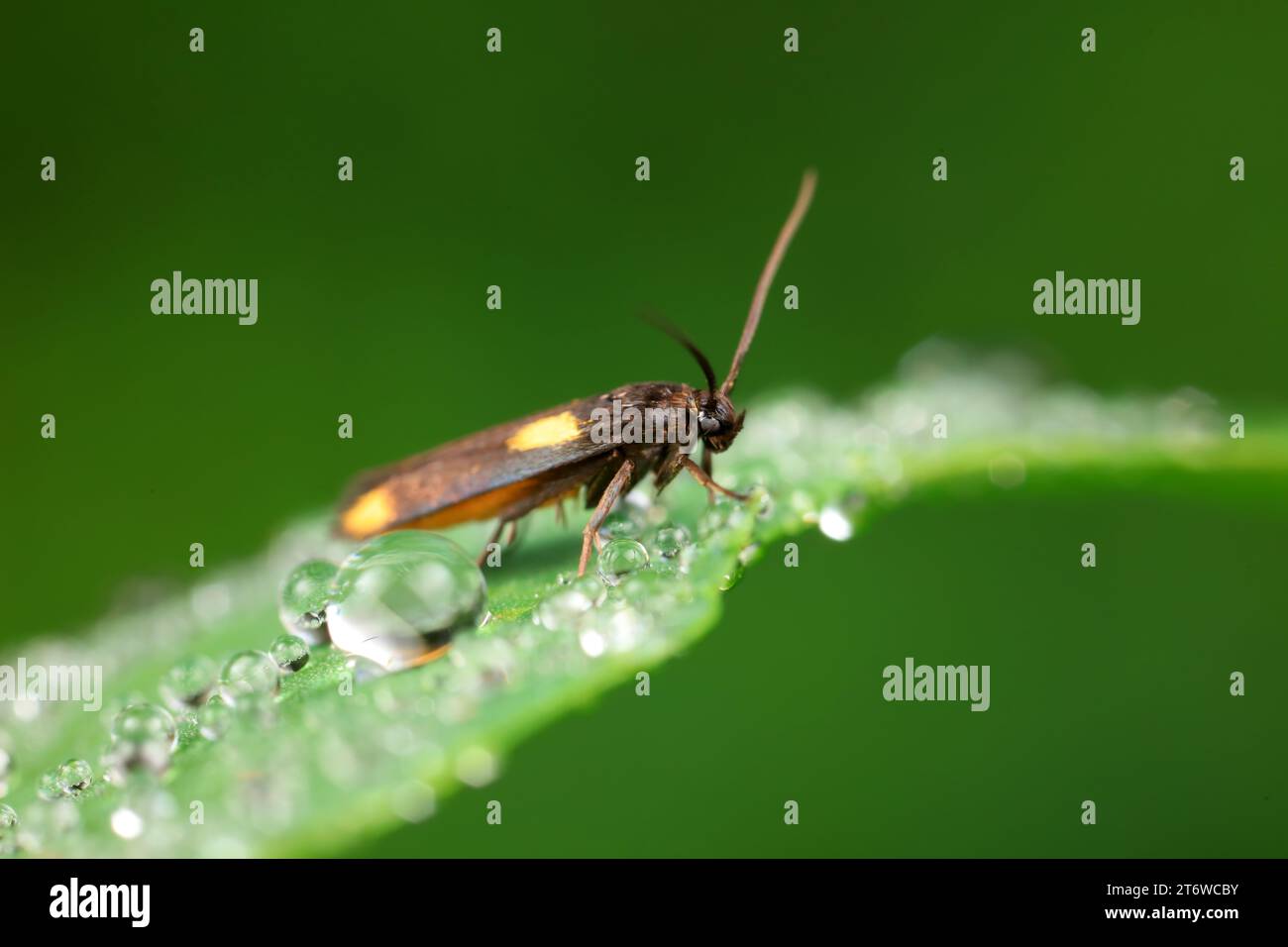 Moths on leaves in nature, North China Plain Stock Photo - Alamy