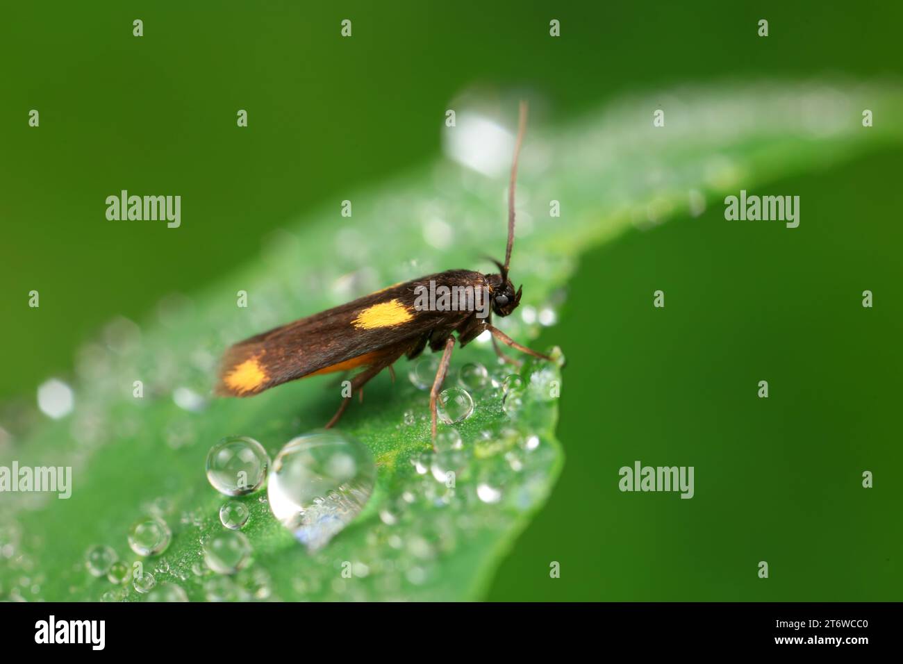 Moths on leaves in nature, North China Plain Stock Photo - Alamy