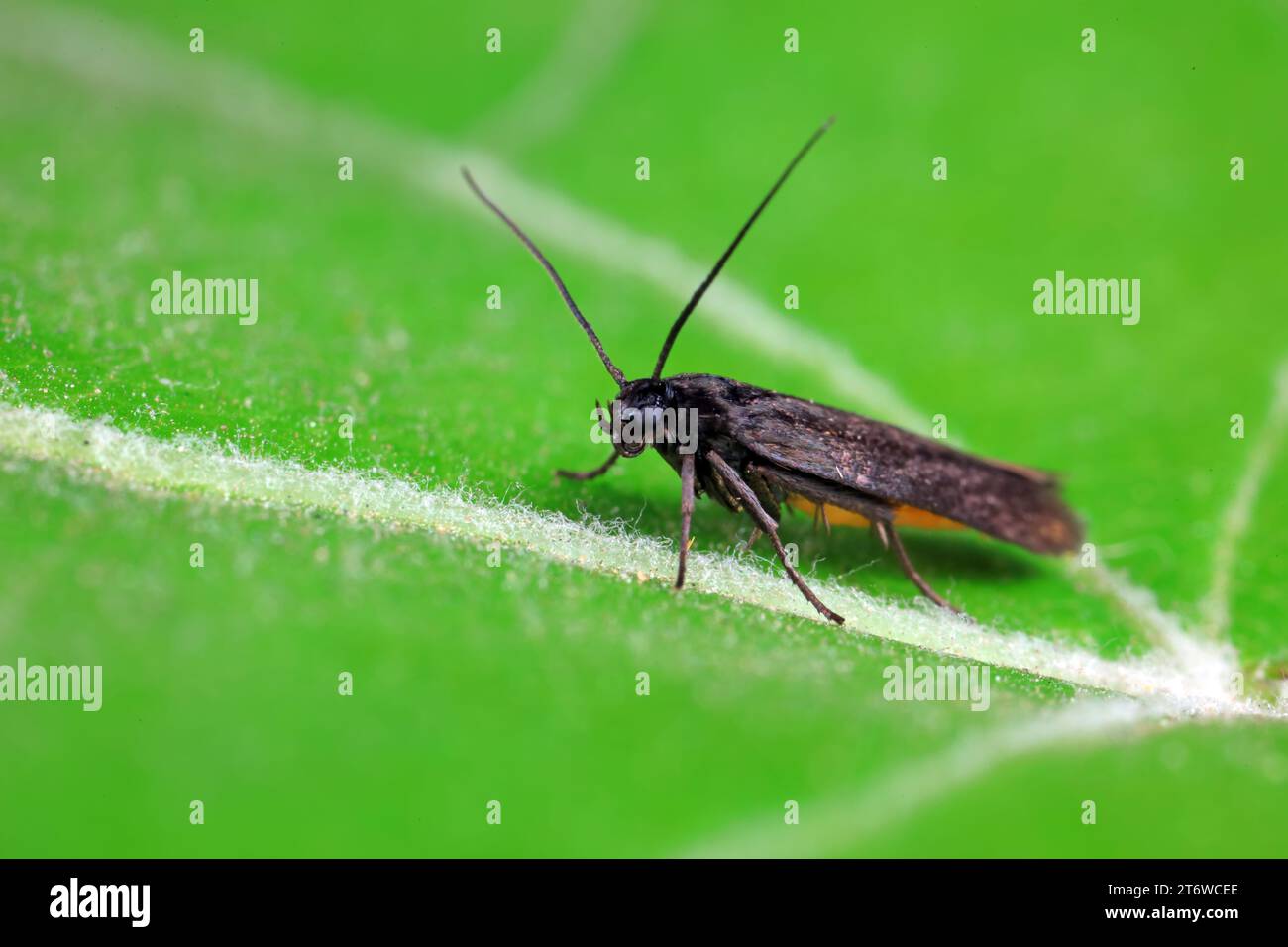 Moths on leaves in nature, North China Plain Stock Photo - Alamy