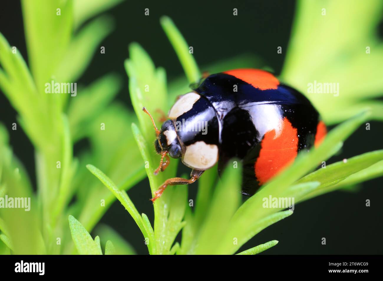 Lladybug hi-res stock photography and images - Alamy