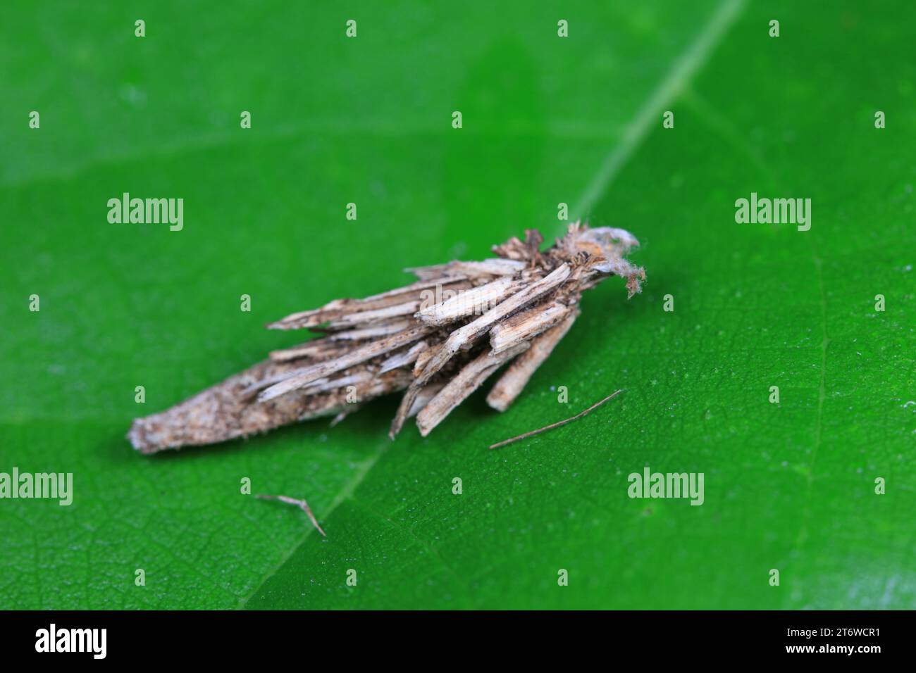 Camouflaged coir moth on plant leaves Stock Photo - Alamy