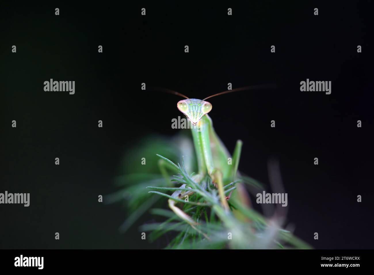 Mantis inhabits wild plants in North China Stock Photo - Alamy