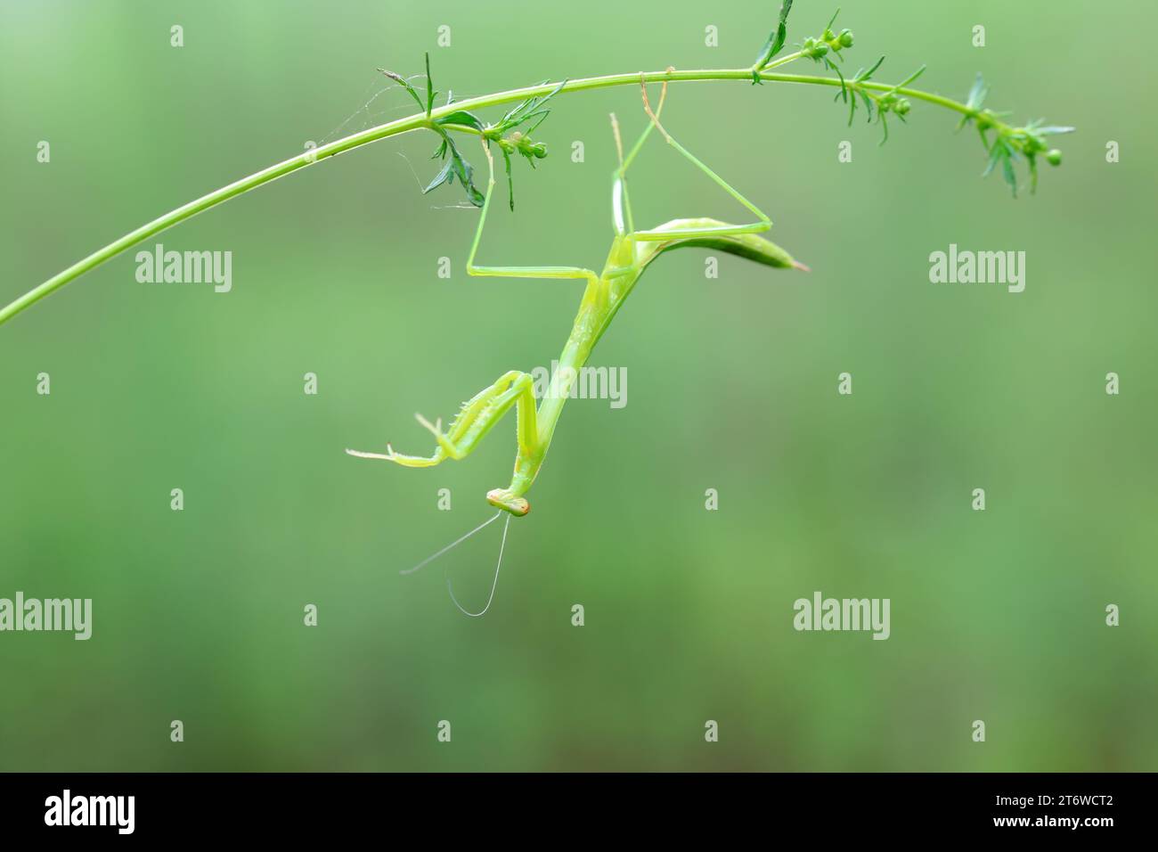 Mantis lives on weeds in the North China Plain Stock Photo - Alamy
