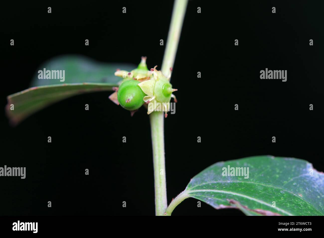 The tender fruit of Zizyphus jujuba, North China Stock Photo - Alamy
