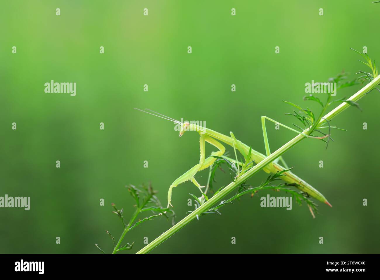 Mantis lives on weeds in the North China Plain Stock Photo - Alamy