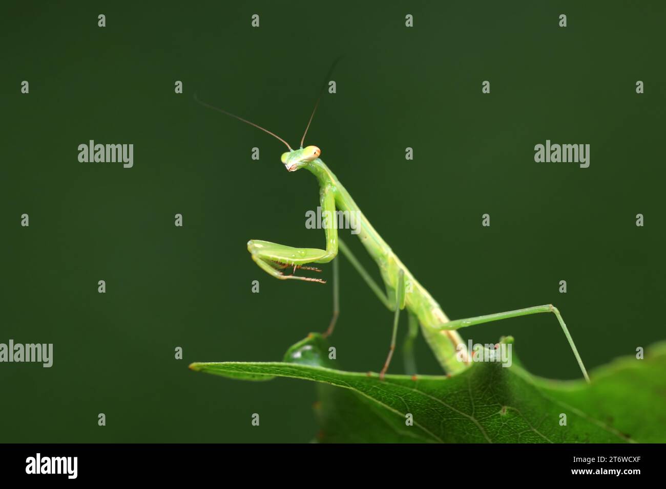 Mantis lives on weeds in the North China Plain Stock Photo - Alamy