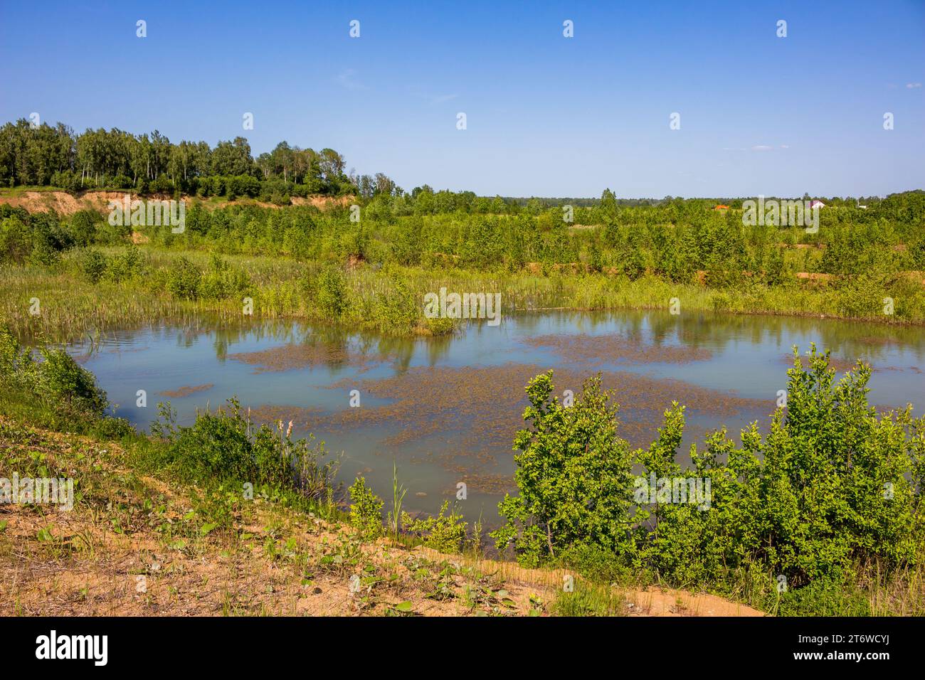 Marshy pond hi-res stock photography and images - Alamy
