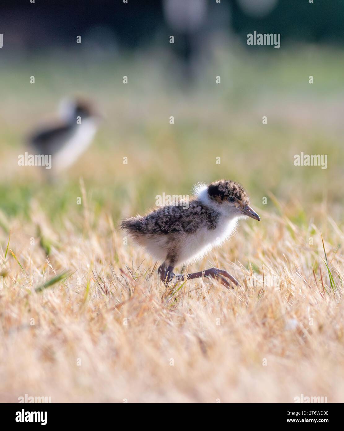 Masked lapwing Vanellus miles, spur-winged plover young chicks walking ...