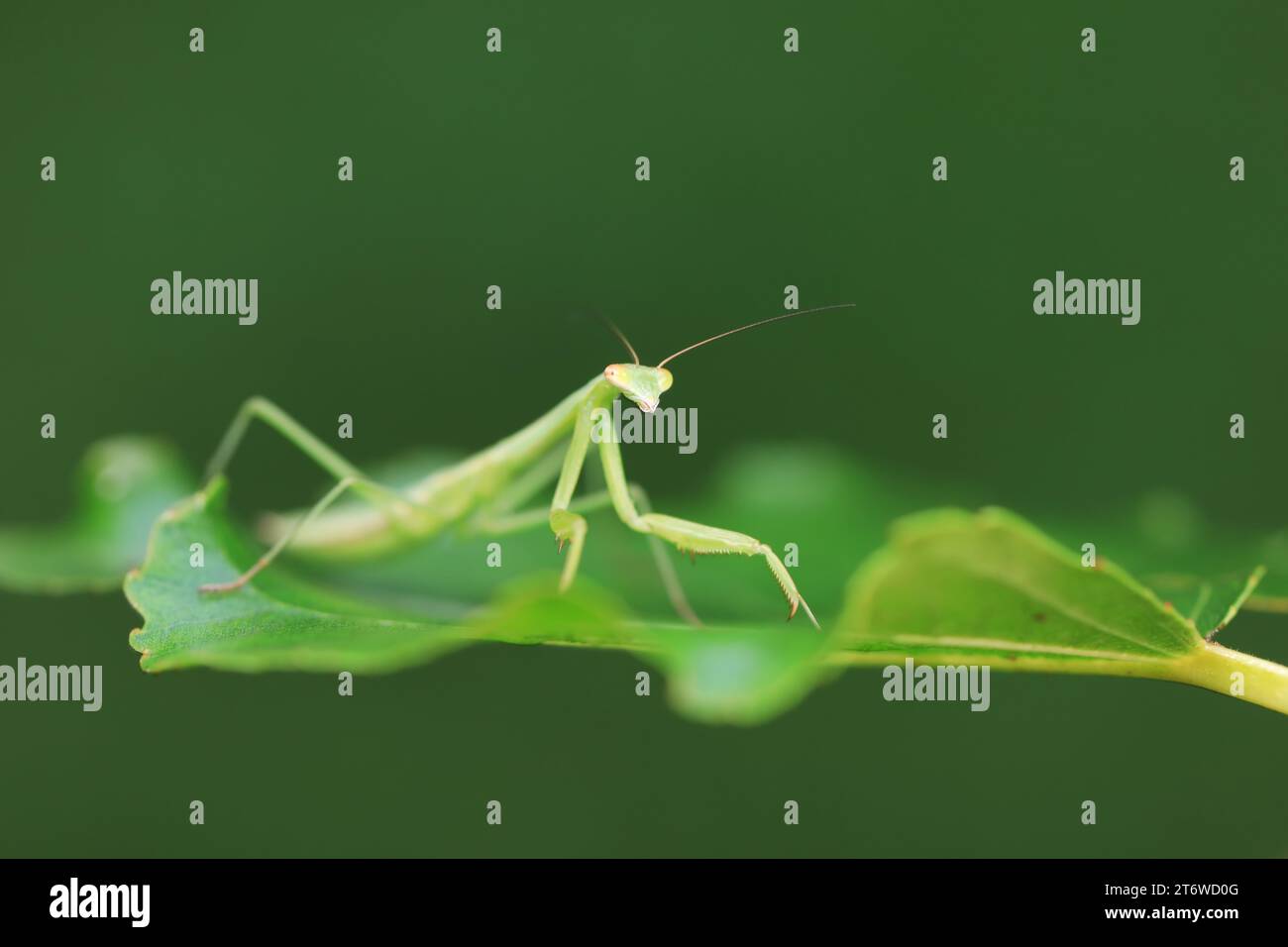 Mantis lives on weeds in the North China Plain Stock Photo - Alamy
