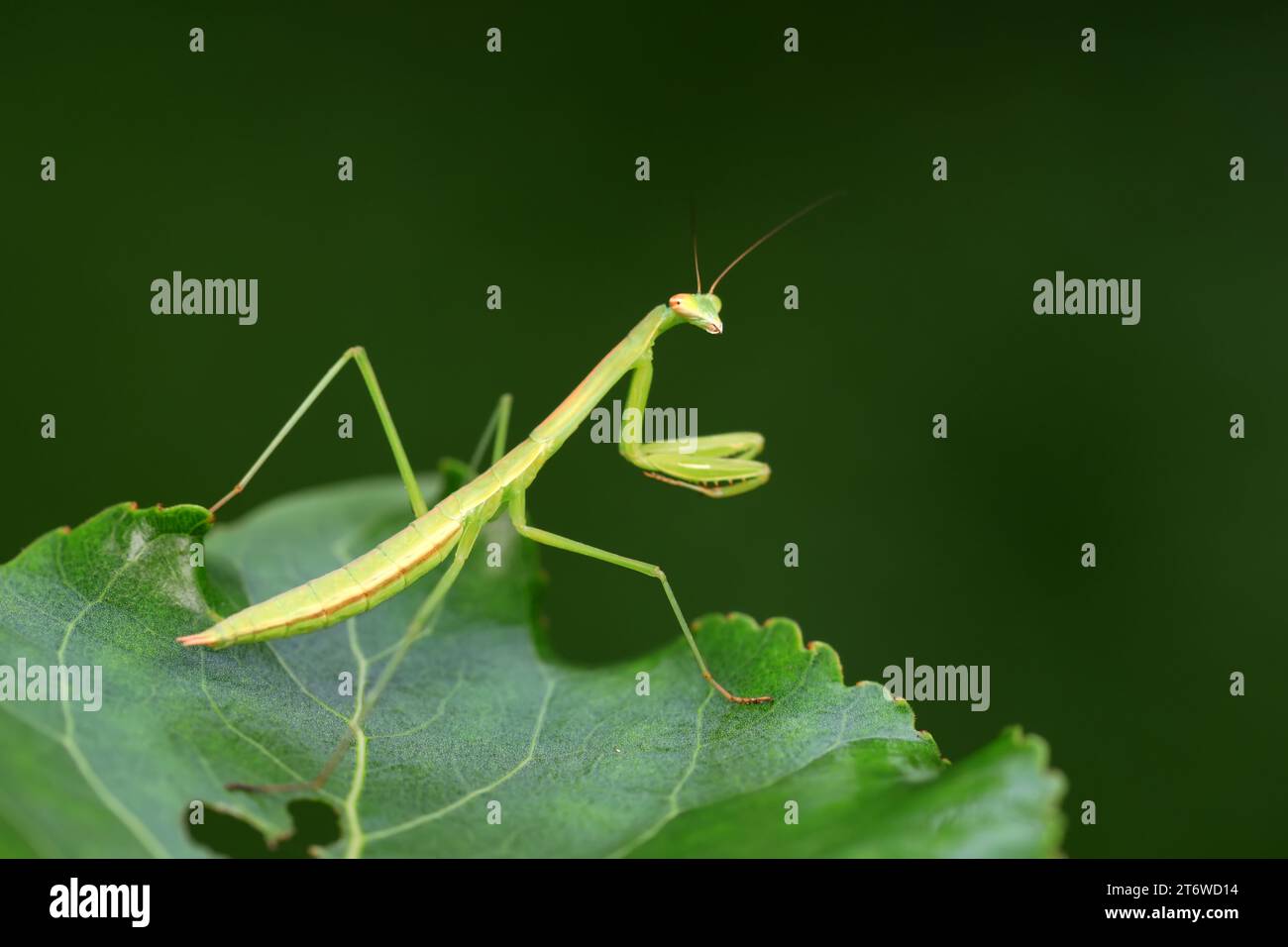Mantis lives on weeds in the North China Plain Stock Photo - Alamy