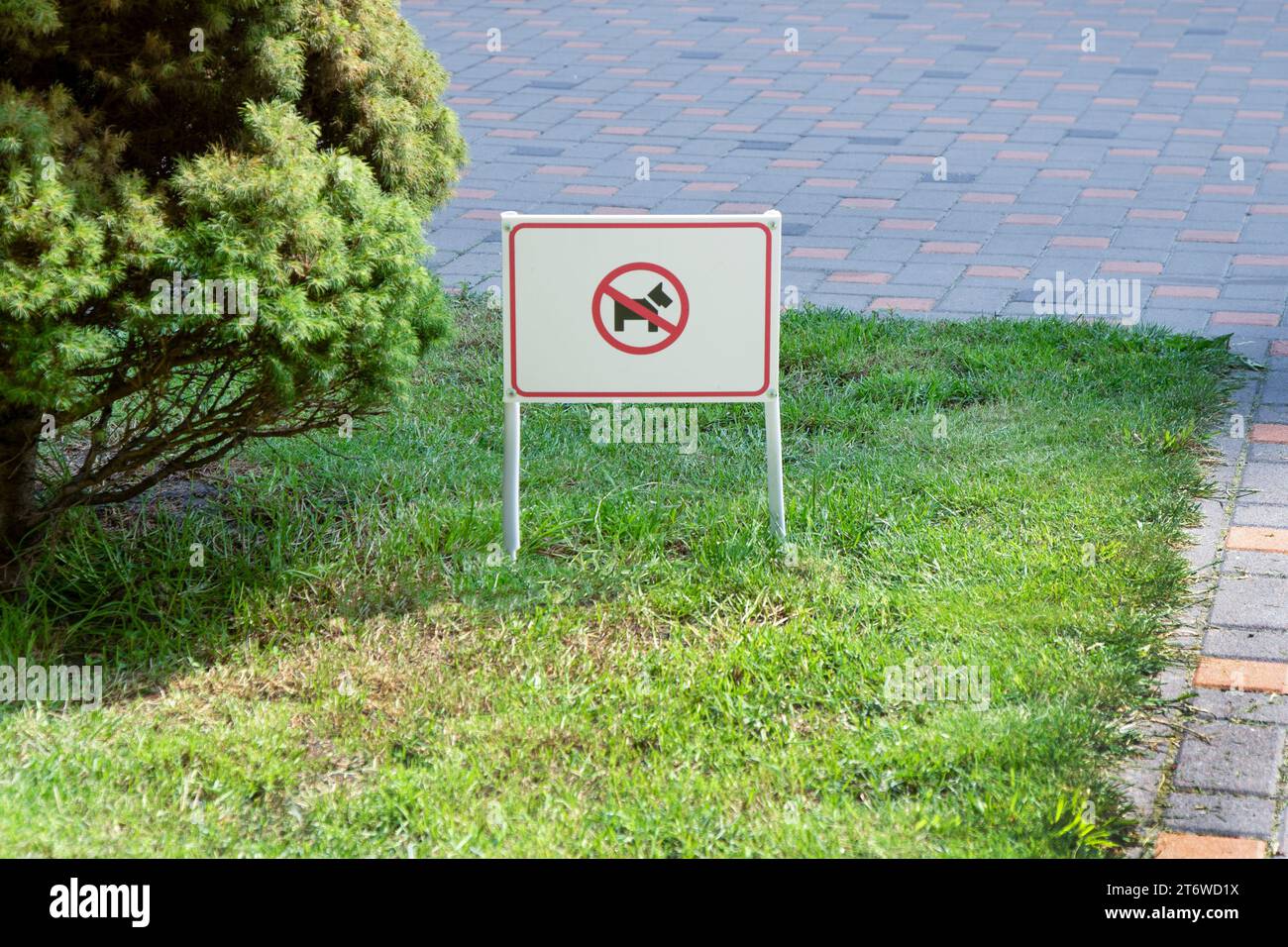 Pointer sign on the lawn with green grass. Banner text dog walking is ...