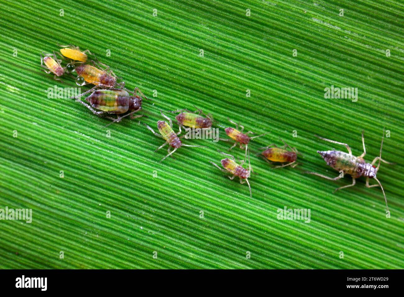 Live aphids hi-res stock photography and images - Alamy