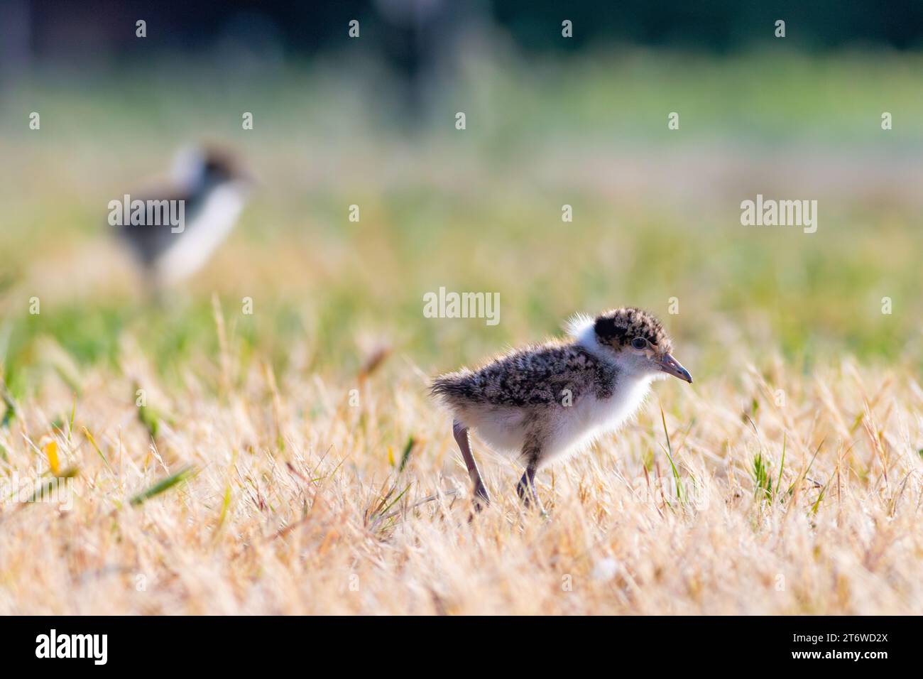 Masked lapwing Vanellus miles, spur-winged plover young chicks waling ...