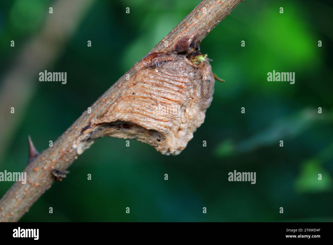 Ootheca hi-res stock photography and images - Alamy
