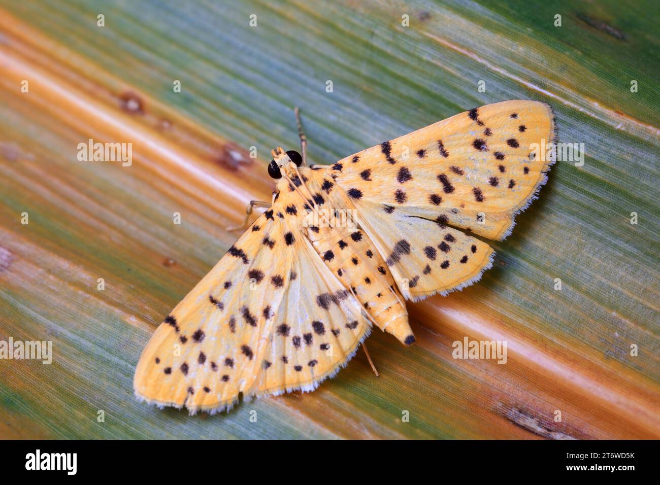 Lepidoptera insect on wild plants, North China Stock Photo - Alamy