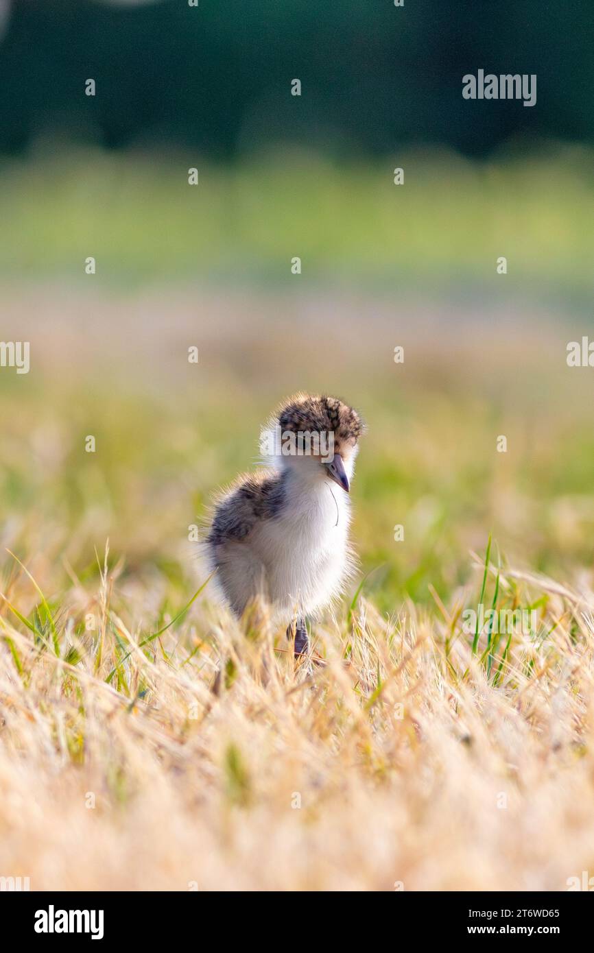 Masked lapwing Vanellus miles, spur-winged plover chick walking on ...