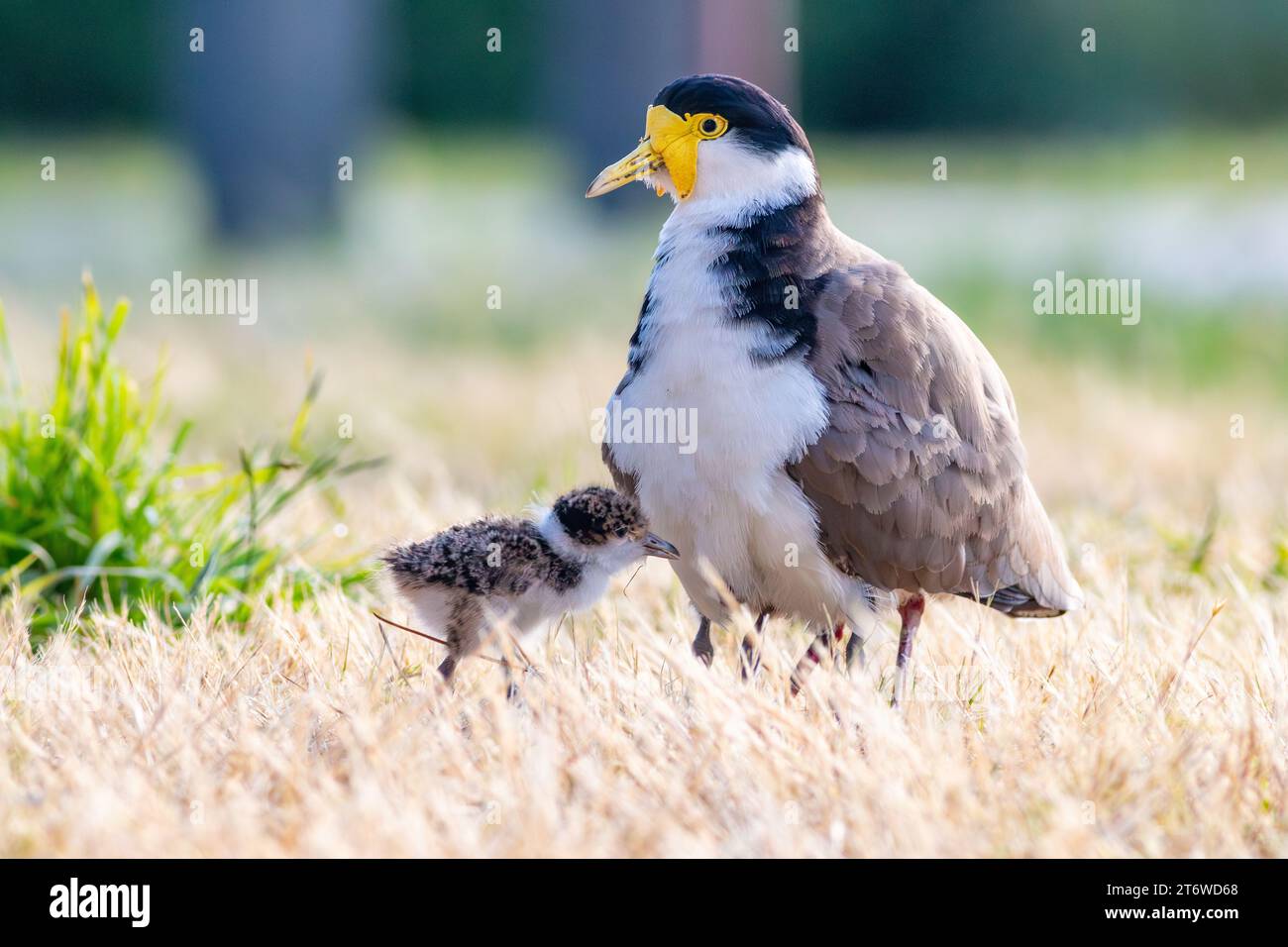 Masked lapwing Vanellus miles, spur-winged plover with young chick ...