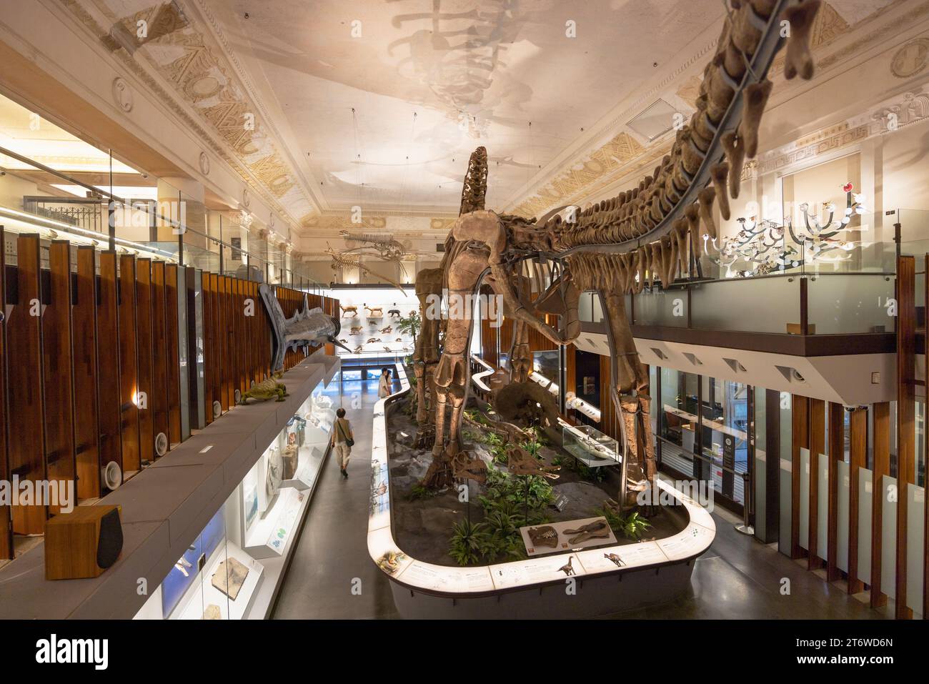 Dinosaur display in National Taiwan Museum, Ximen, Taipei, Taiwan Stock ...
