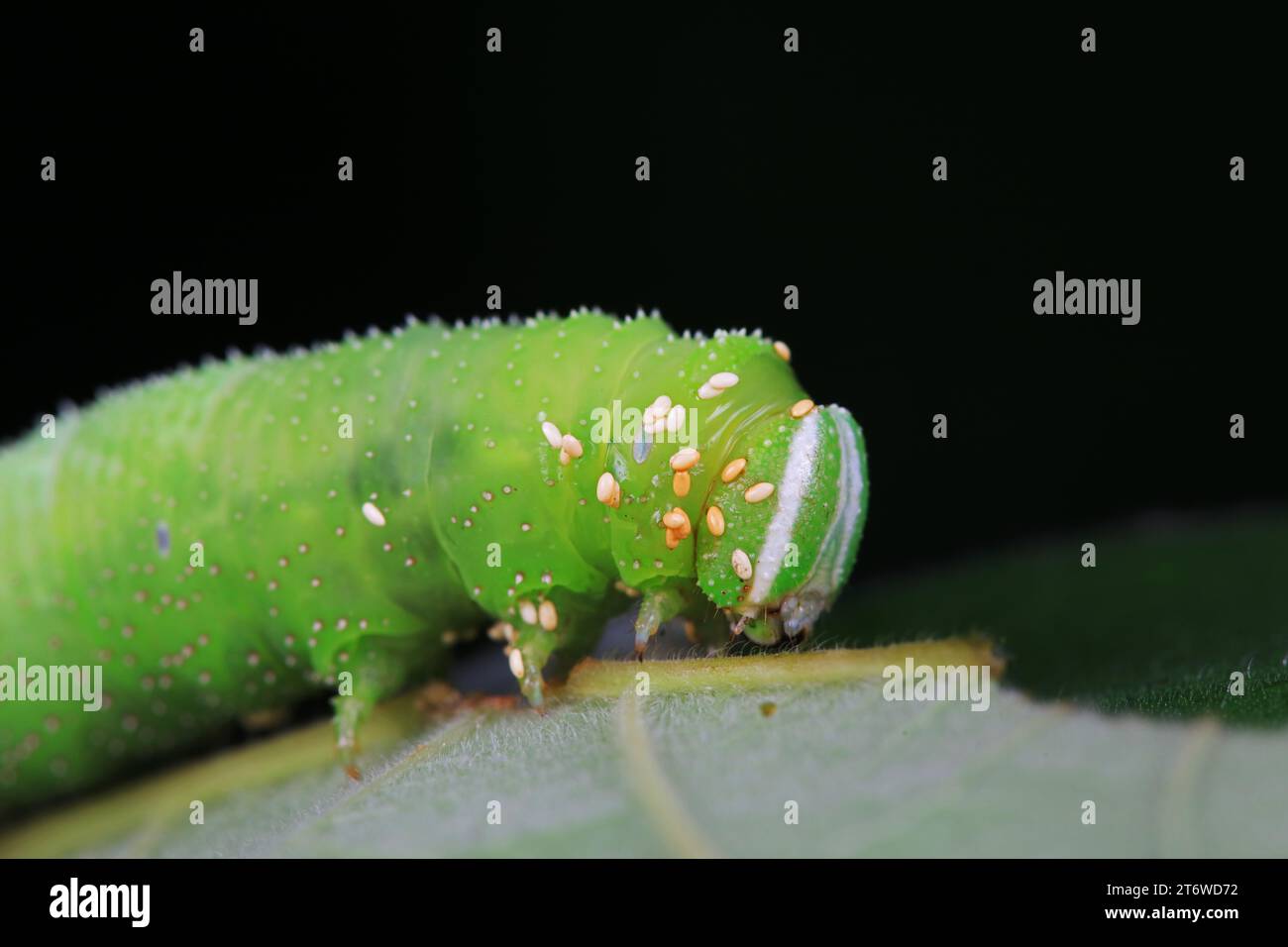 Moth larvae on wild plants, North China Stock Photo - Alamy