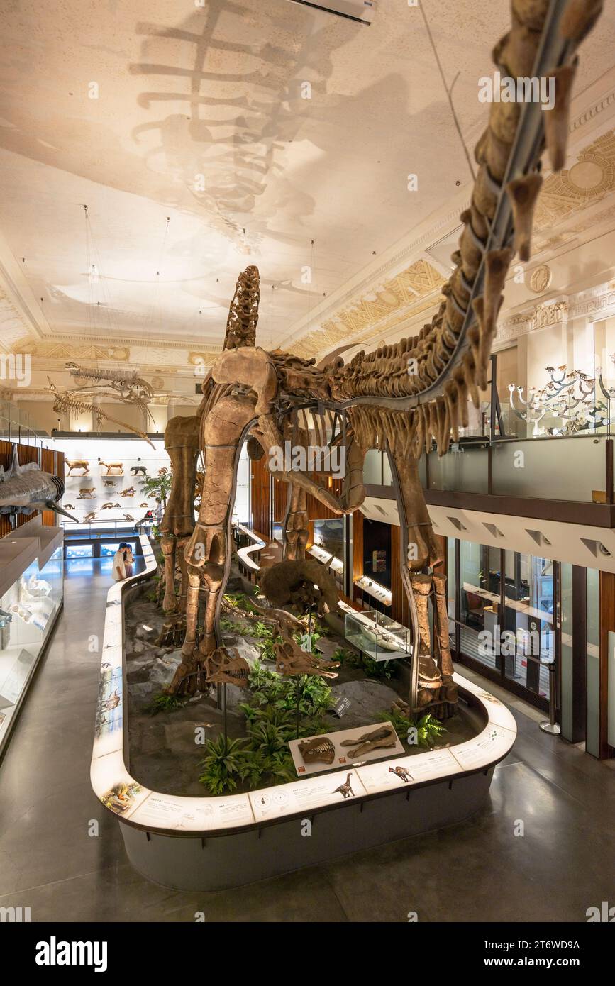 Dinosaur display in National Taiwan Museum, Ximen, Taipei, Taiwan Stock ...