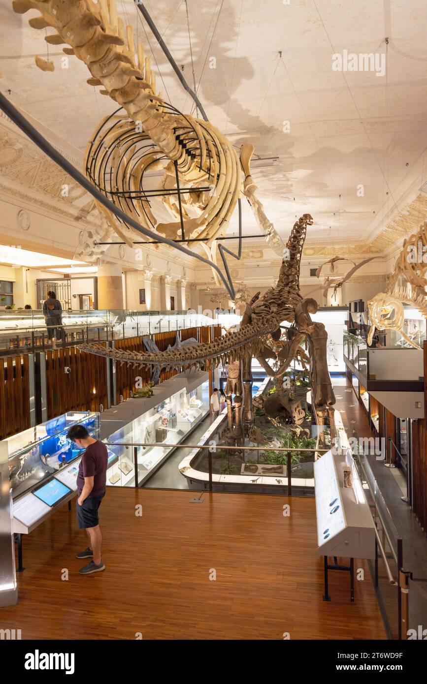 Dinosaur display in National Taiwan Museum, Ximen, Taipei, Taiwan Stock ...