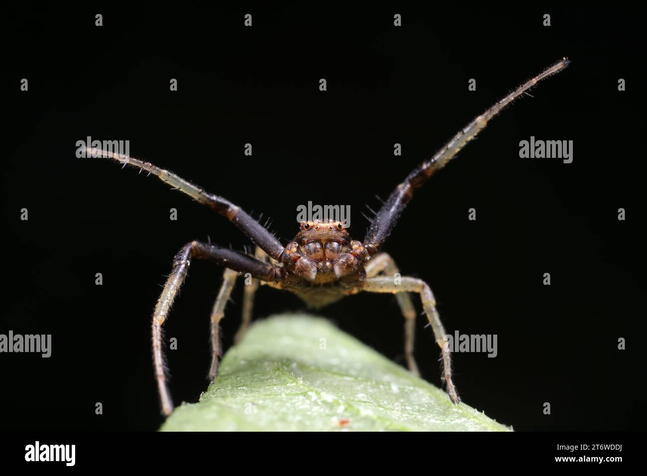 Spiders on wild plants, North China Stock Photo - Alamy